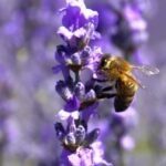 Pesticide Action Network Netherlands